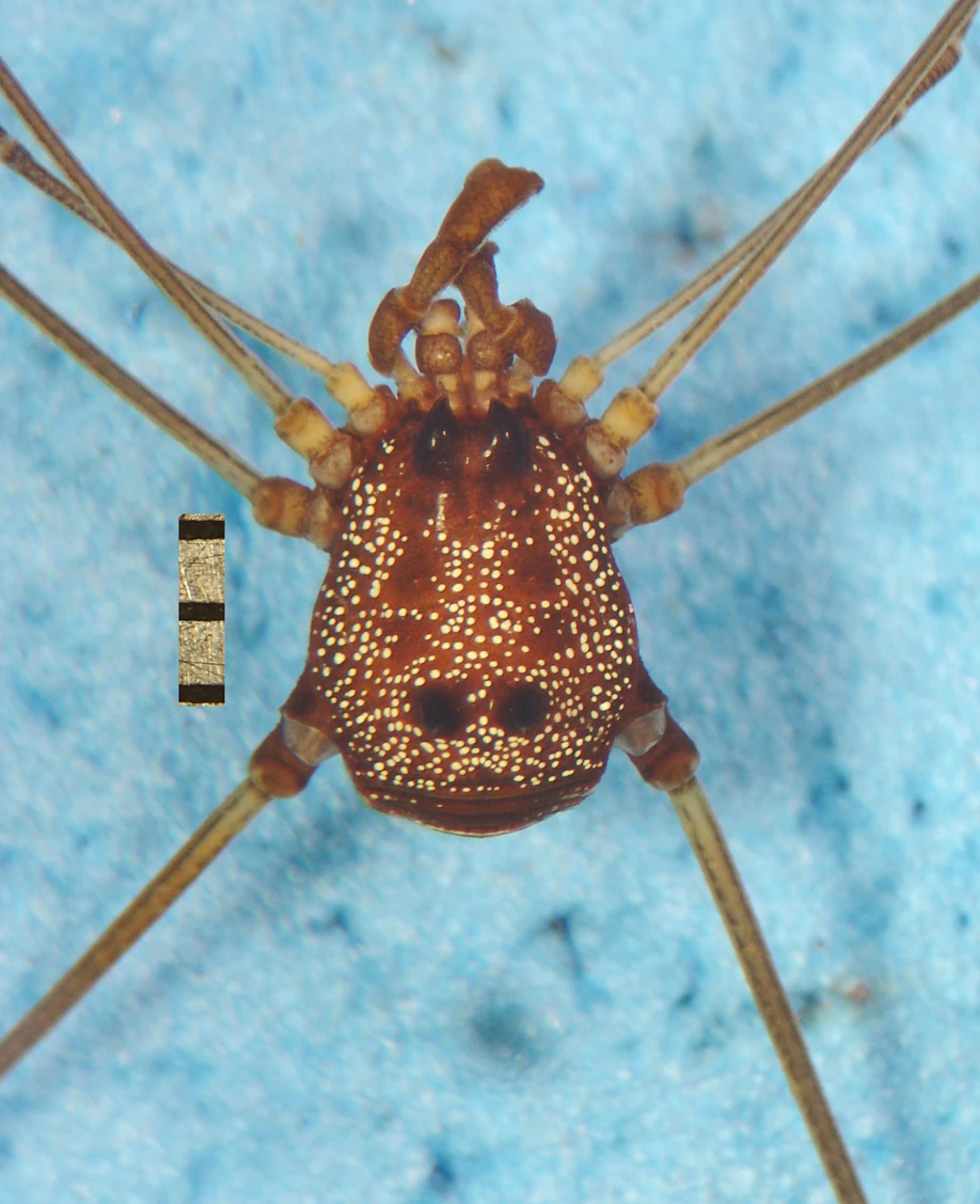 Checklist of Tocantins Opiliones | Opiliones Wiki | Fandom