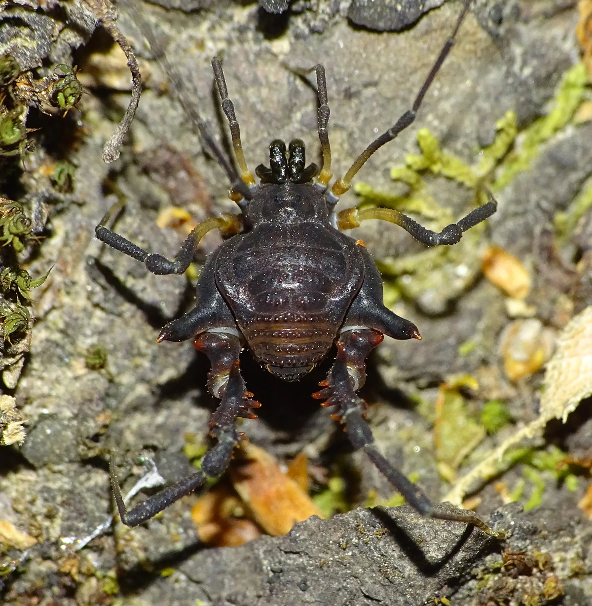 Metabalta | Opiliones Wiki | Fandom