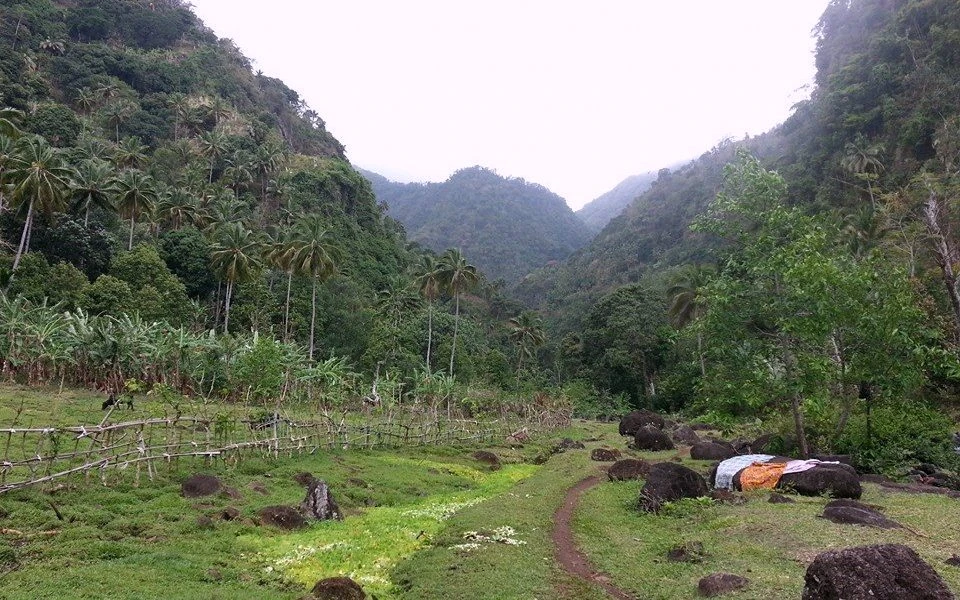 Comoros forests (AT0105) | Opiliones Wiki | Fandom