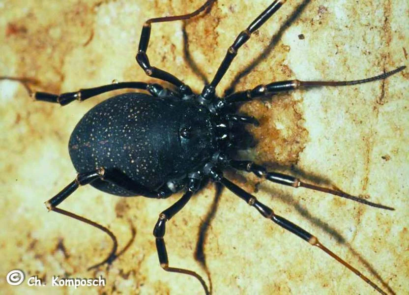 Opilioninae | Opiliones Wiki | Fandom