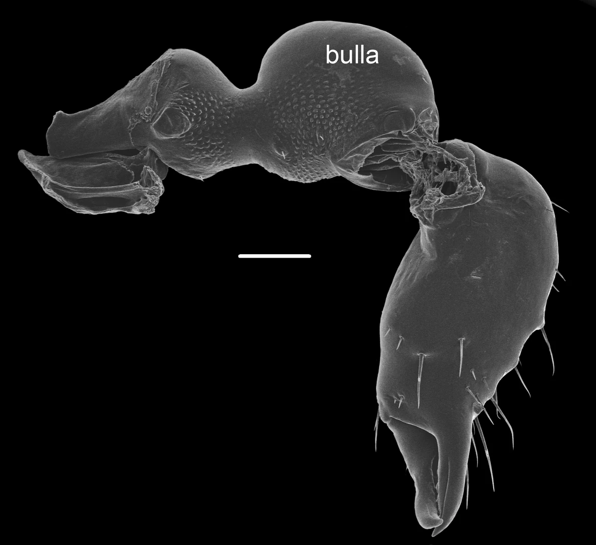 Bulla | Opiliones Wiki | Fandom