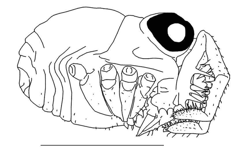 Acropsopilio | Opiliones Wiki | Fandom