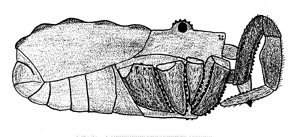 Protolophus cockerelli | Opiliones Wiki | Fandom