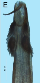 Forsteropsalis pureora | Opiliones Wiki | Fandom