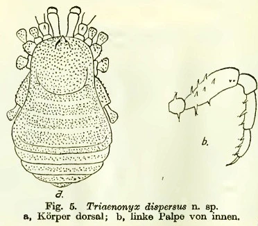 Triaenonyx | Opiliones Wiki | Fandom