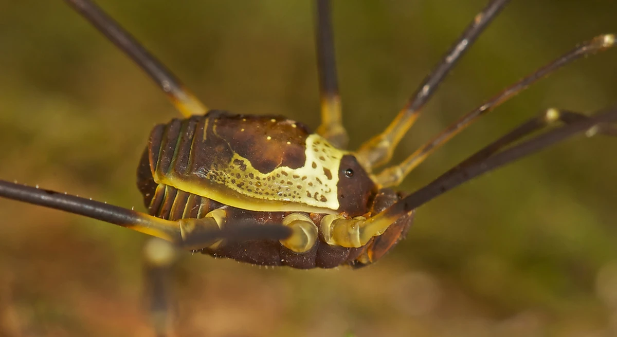 Category:South America | Opiliones Wiki | Fandom