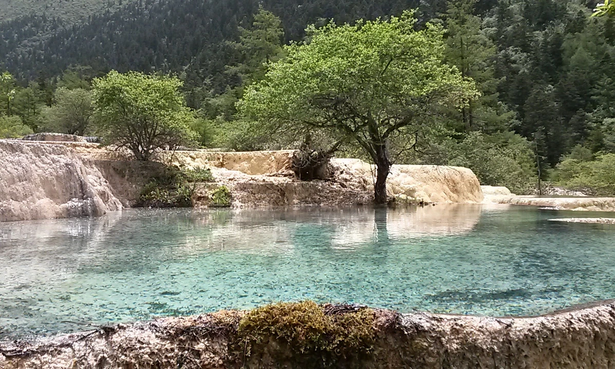 Daba Mountains evergreen forests (PA0417) | Opiliones Wiki | Fandom