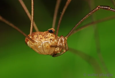 Rilaena triangularis | Opiliones Wiki | Fandom