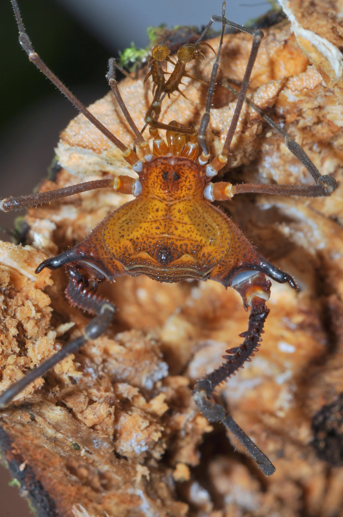 Sodreana | Opiliones Wiki | Fandom
