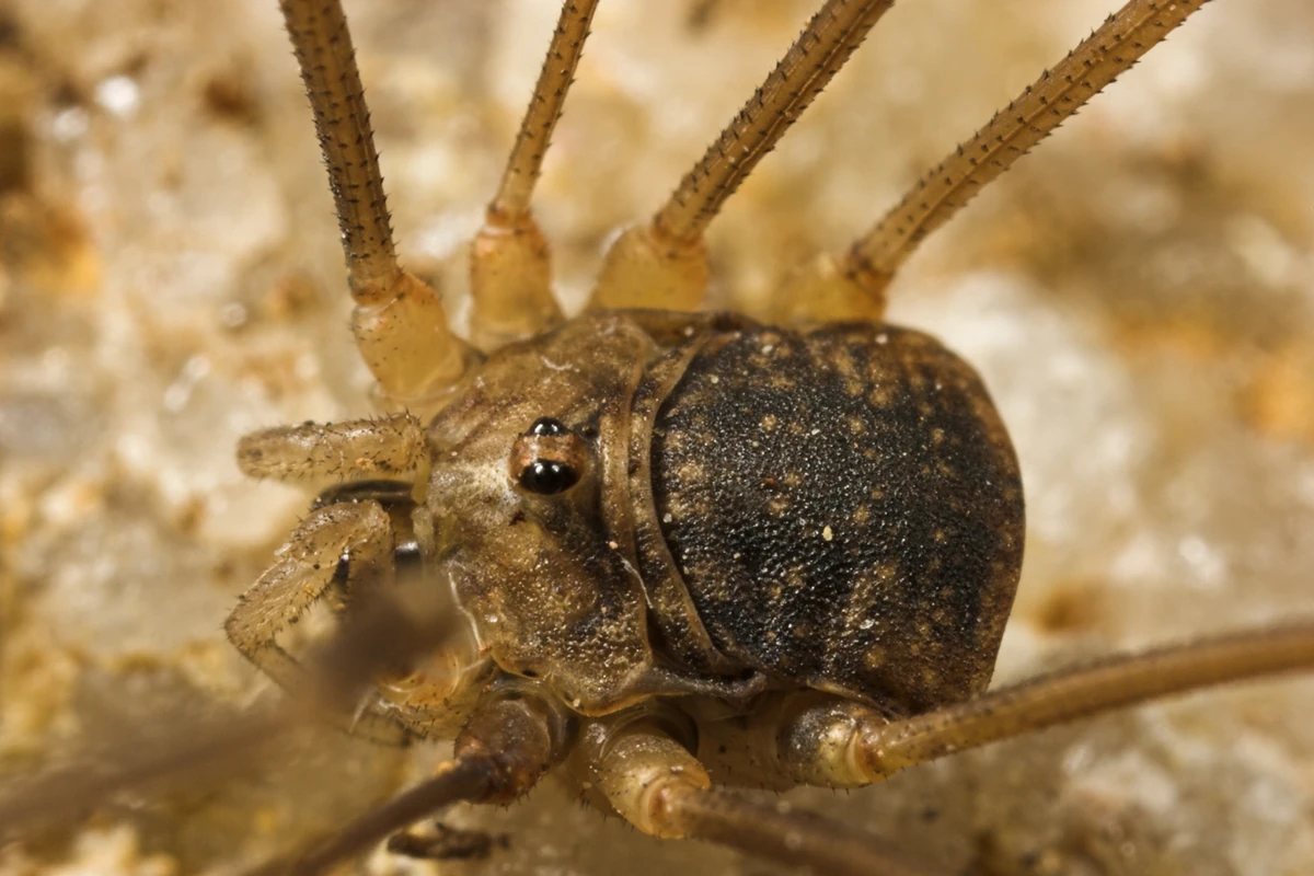 Nelima | Opiliones Wiki | Fandom