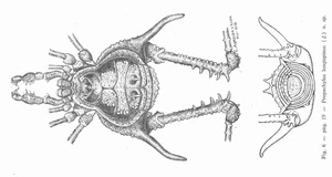 Discocyrtus longispinus | Opiliones Wiki | Fandom