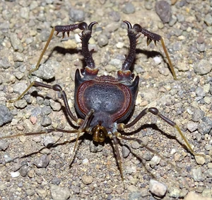 Pachylus | Opiliones Wiki | Fandom