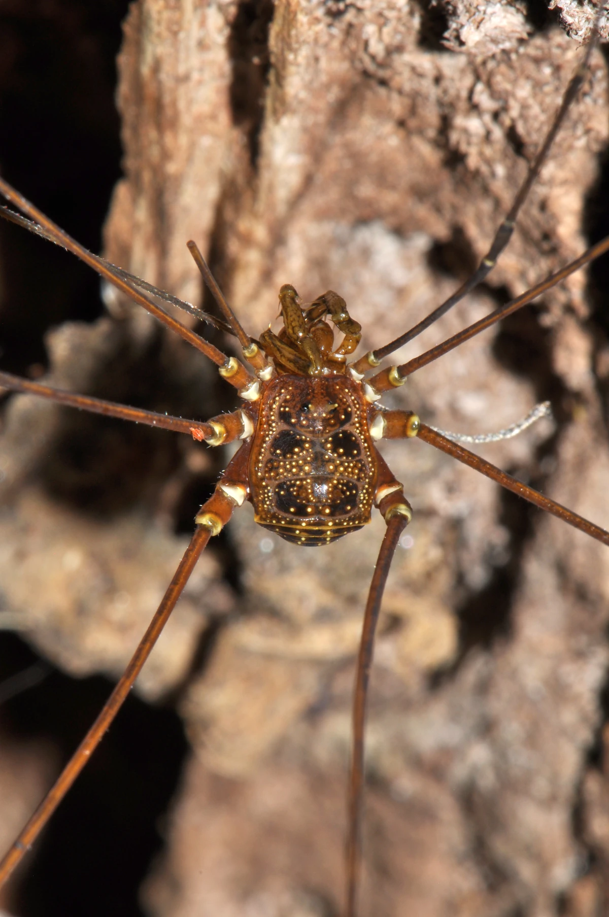 Mitobates triangulus | Opiliones Wiki | Fandom