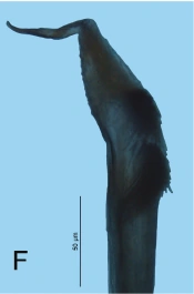 Forsteropsalis pureora | Opiliones Wiki | Fandom