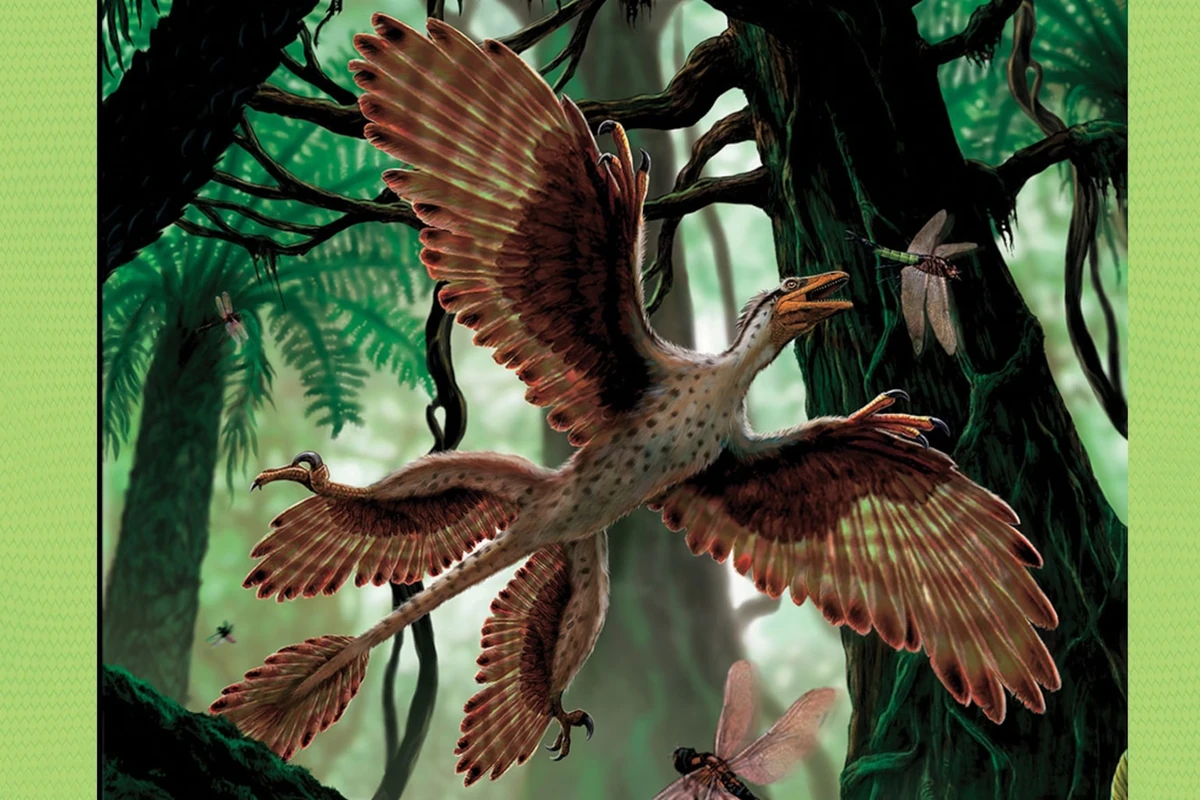 Tori Tori no Mi, Model: Microraptor | One Piece Role-Play Wiki | Fandom