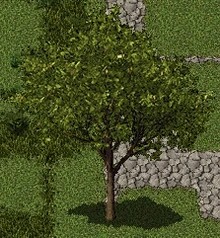 Oak Tree | Orake Wikia | Fandom