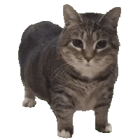 OIIA Cat | Orange Cat Wiki | Fandom