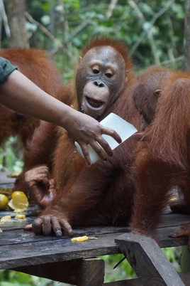 Beni | Orangutan Jungle School Wiki | Fandom