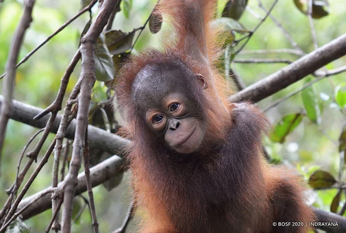 Mema | Orangutan Jungle School Wiki | Fandom