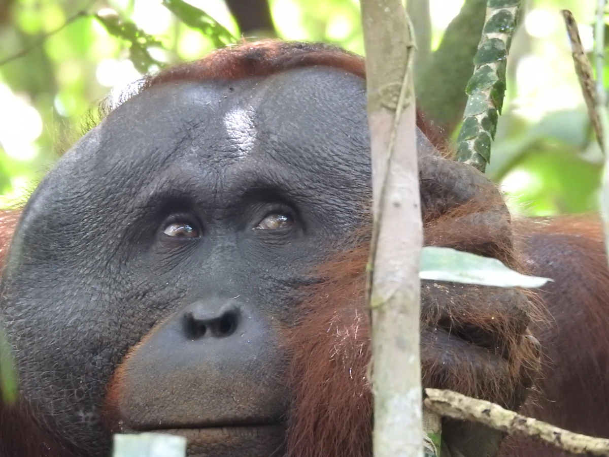 Jaka | Orangutan Jungle School Wiki | Fandom