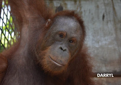 Darril | Orangutan Jungle School Wiki | Fandom