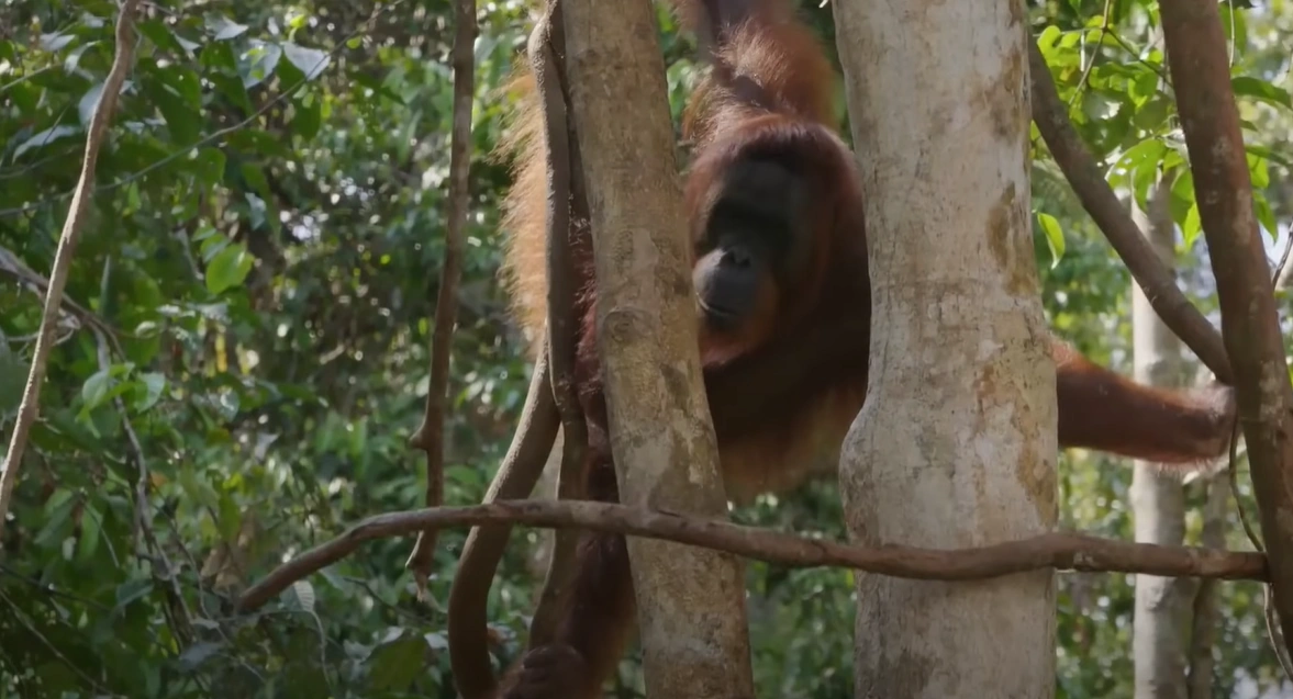 Kadik | Orangutan Jungle School Wiki | Fandom