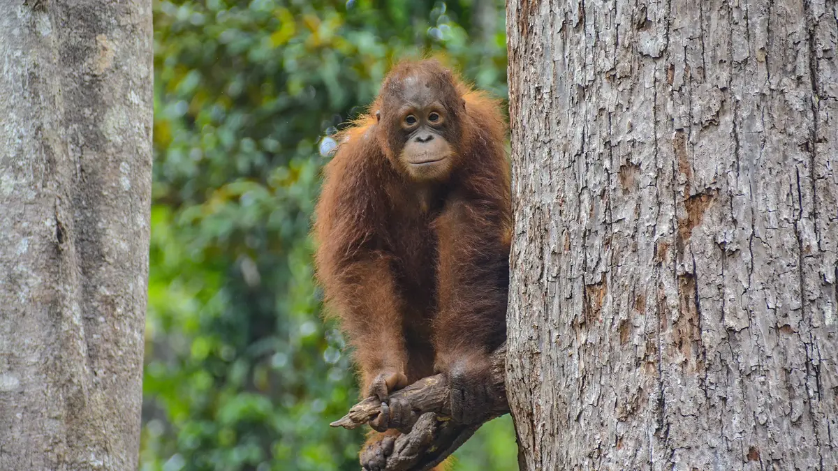 Bumi | Orangutan Jungle School Wiki | Fandom