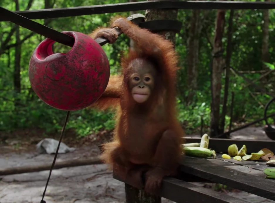 J | Orangutan Jungle School Wiki | Fandom