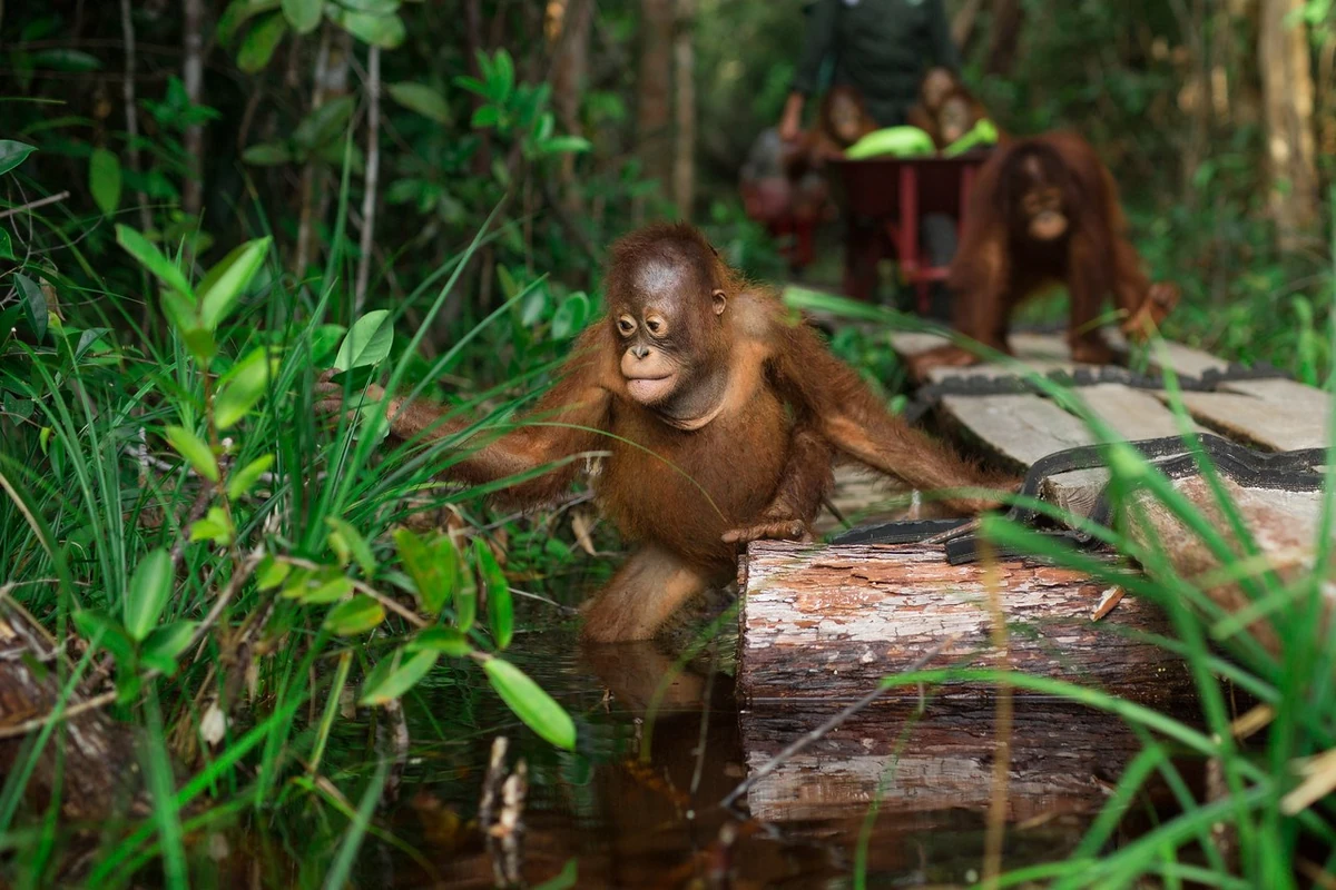 Taymur | Orangutan Jungle School Wiki | Fandom