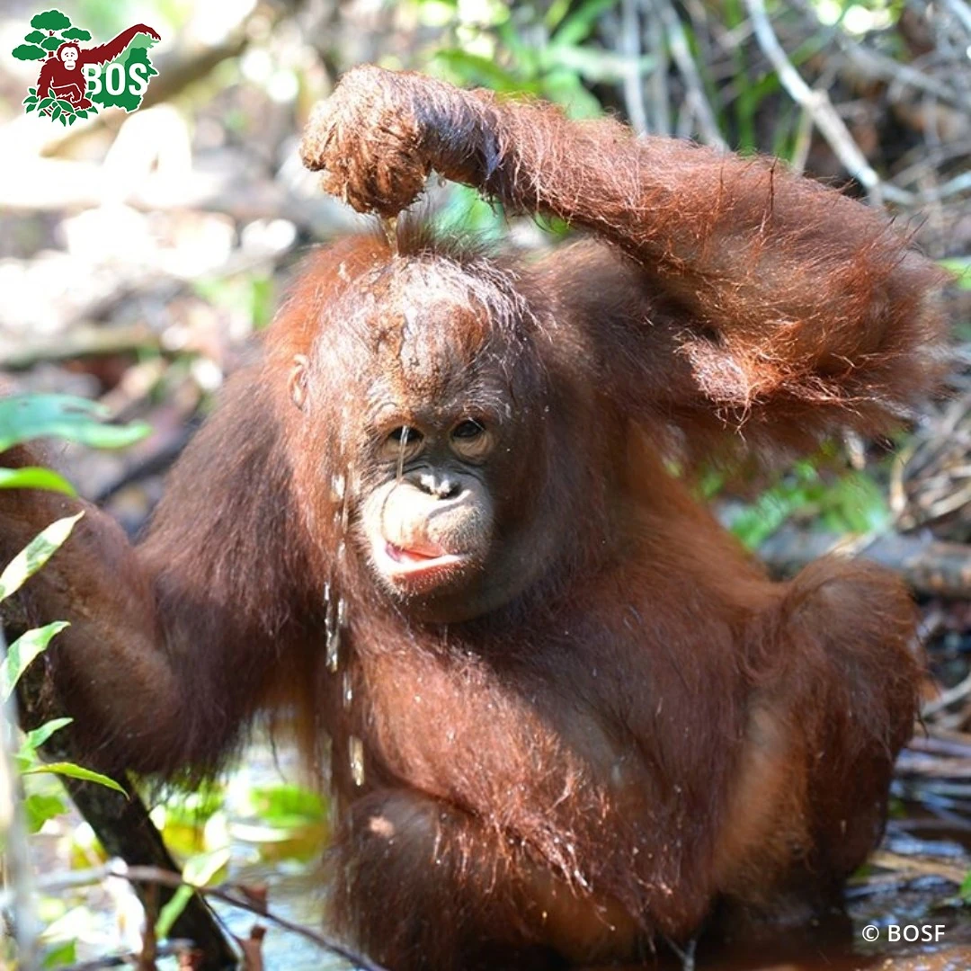 Mumut | Orangutan Jungle School Wiki | Fandom