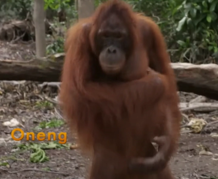 Oneng | Orangutan Jungle School Wiki | Fandom