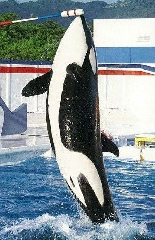 キング King | Orca tank Wiki | Fandom
