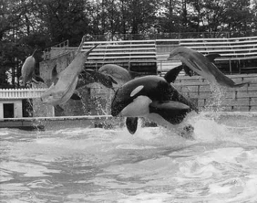 Winston | Orca tank Wiki | Fandom