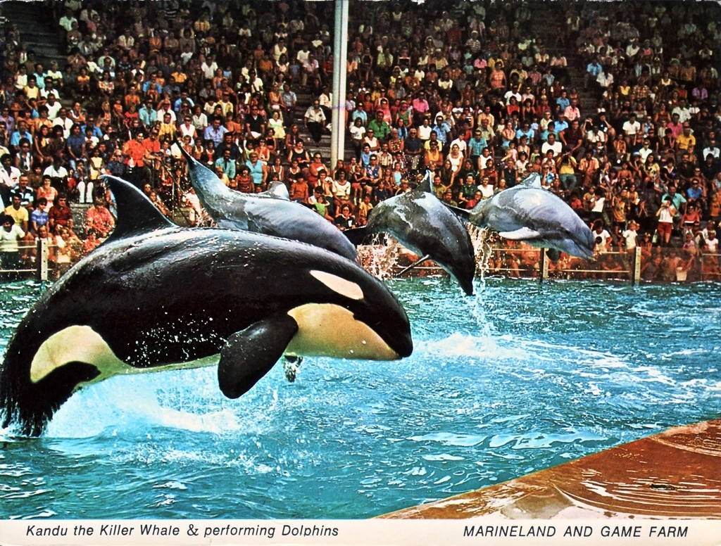 Kandu 2 | Orca tank Wiki | Fandom