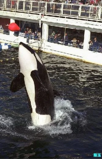 Enoshima Marineland | Orca tank Wiki | Fandom