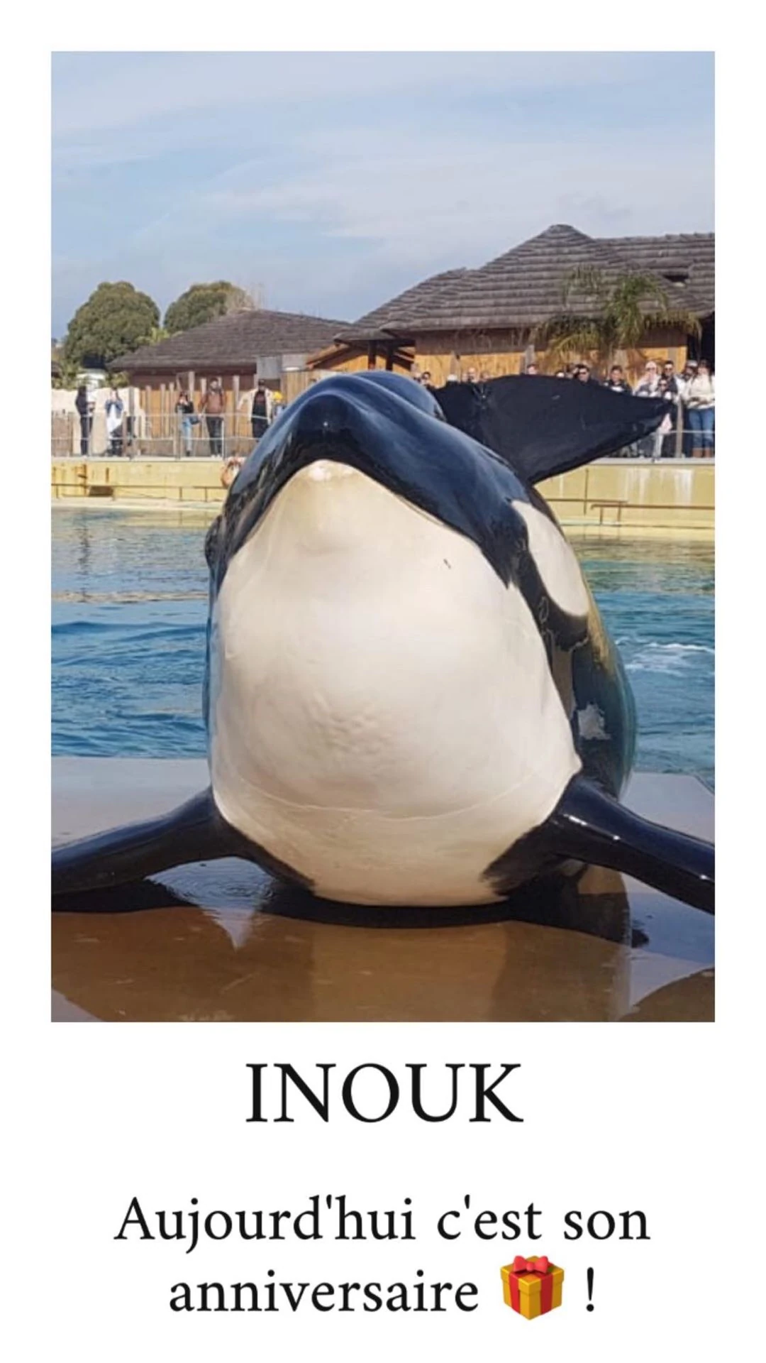 Inouk | Orca tank Wiki | Fandom