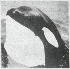 Junior | Orca tank Wiki | Fandom