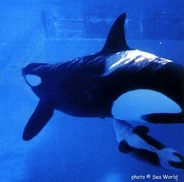 Kayla | Orca tank Wiki | Fandom