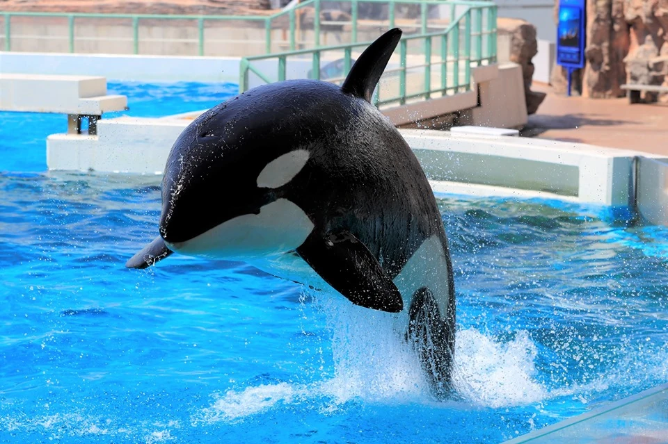 ラン Ran (II) | Orca tank Wiki | Fandom