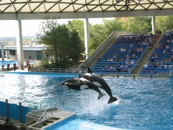 Unna | Orca tank Wiki | Fandom