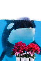 ラビ Lovey | Orca tank Wiki | Fandom