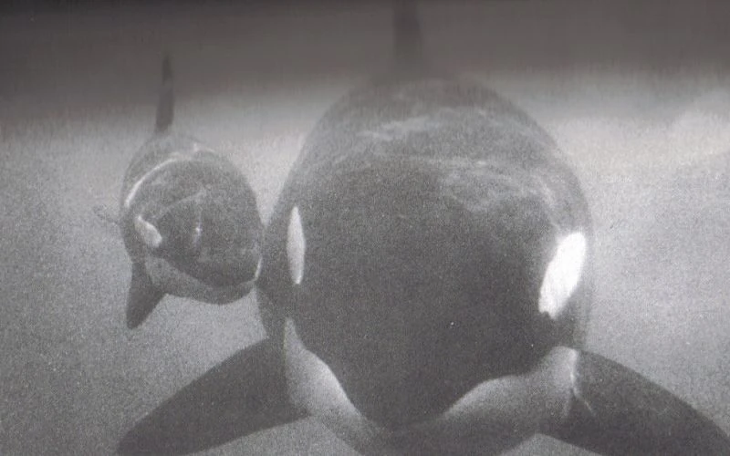 Spooky | Orca tank Wiki | Fandom