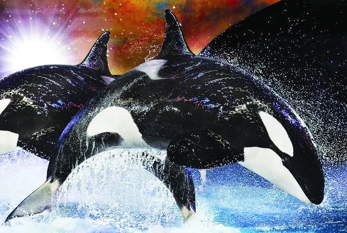 Takara | Orca tank Wiki | Fandom