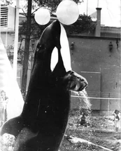 Keiko | Orca tank Wiki | Fandom