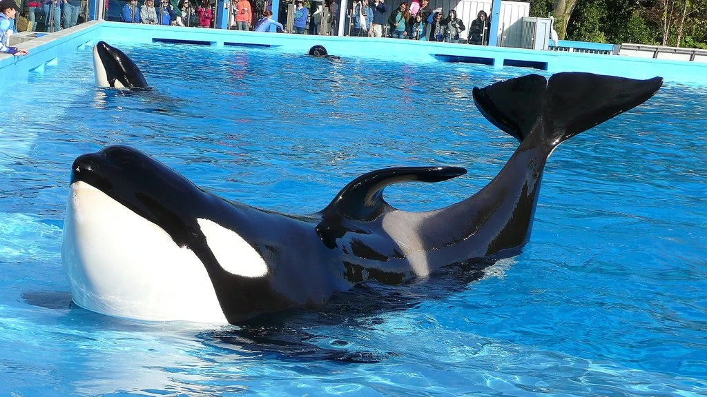 Category:Katina | Orca tank Wiki | Fandom