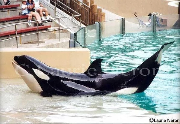 Nova | Orca tank Wiki | Fandom