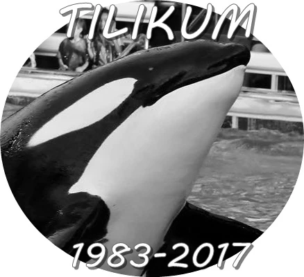 2017 | Orca tank Wiki | Fandom
