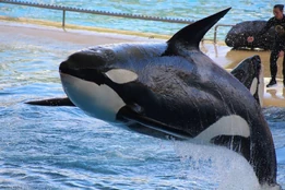 Tekoa | Orca tank Wiki | Fandom