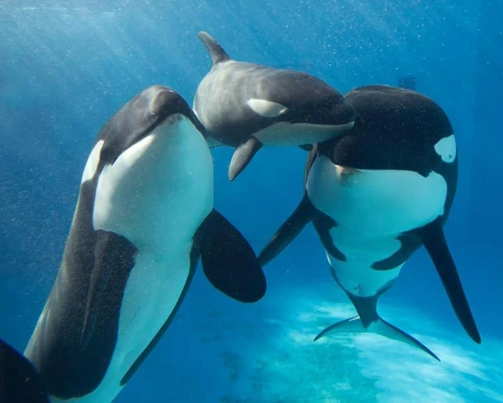 Orcas mixtas criadas en cautividad | Orca tank Wiki | Fandom