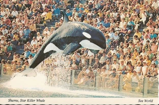 Shamu | Orca tank Wiki | Fandom